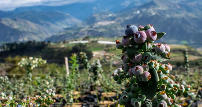 FEPEXA - Federación Ecuatoriana de Productores y Exportadores de Arándanos